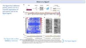 How to Read a Scientific Paper; Part 2: Breaking Down the Information ...