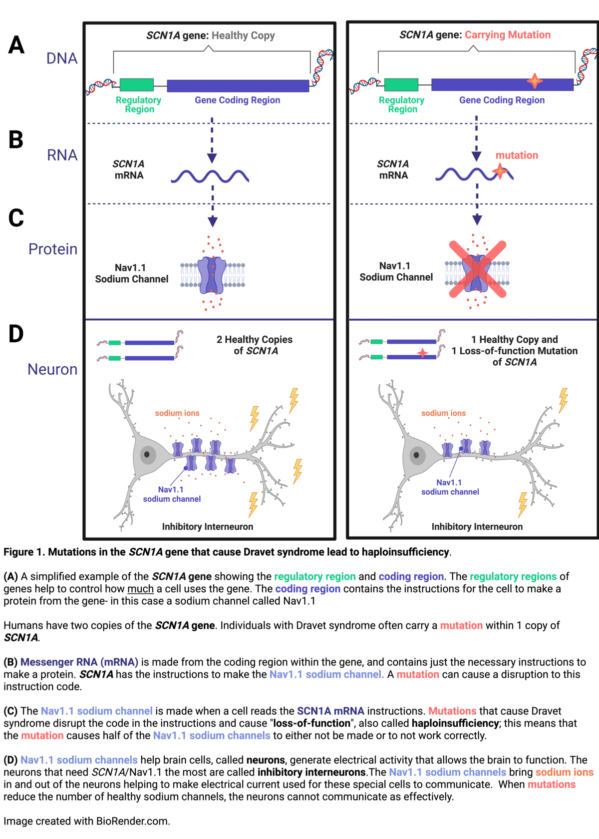 Gene Therapy for Dravet Syndrome - Dravet Syndrome Foundation