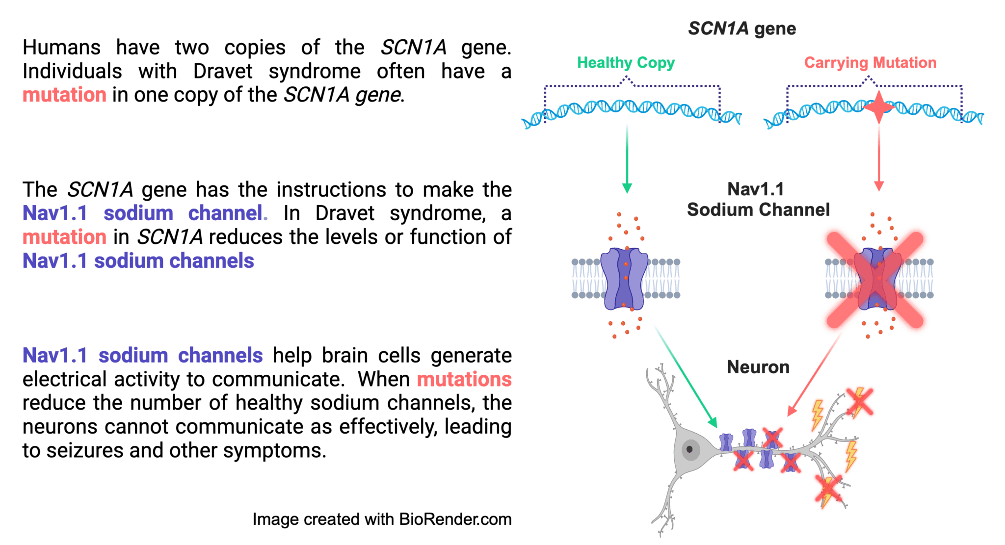 Genetics of Dravet Syndrome - Dravet Syndrome Foundation