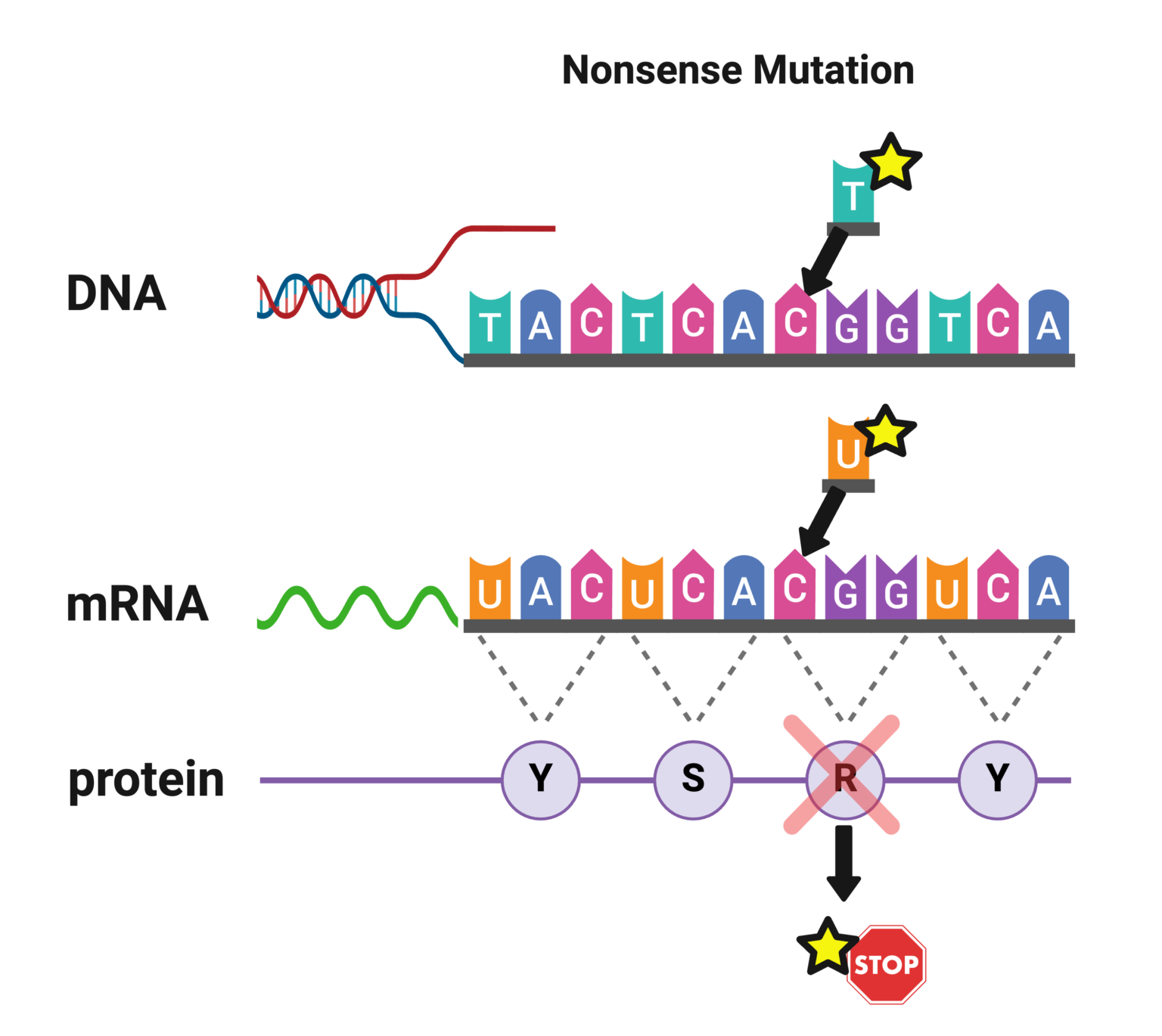 Genetics of Dravet Syndrome - Dravet Syndrome Foundation